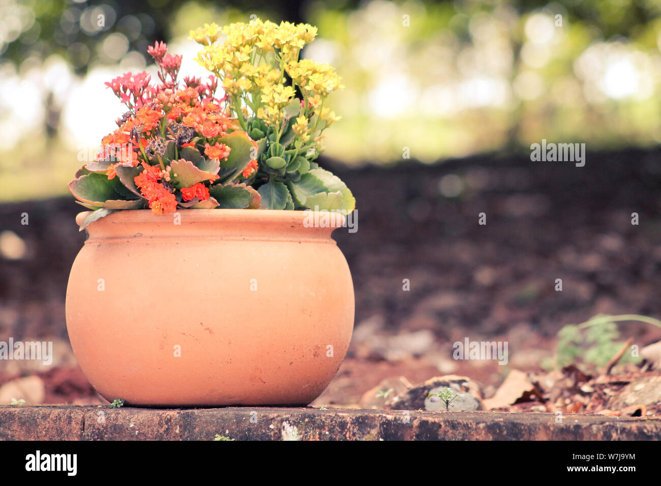 various food dishes, pizza, sphirra, snacks and various Stock Photo - Alamy
