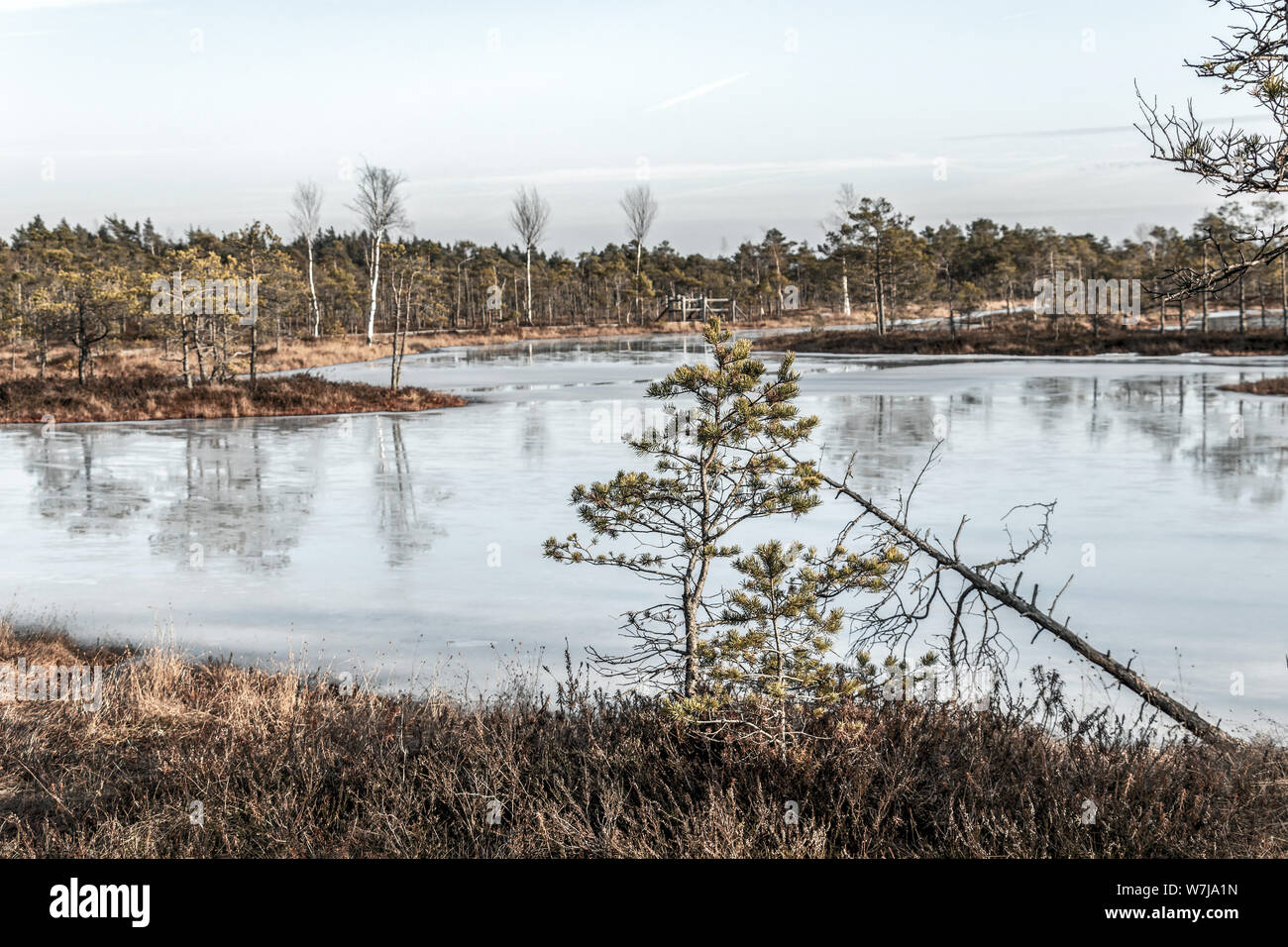 Swamp with frosty ground, ice on bog lake and poor marsh vegetation ...