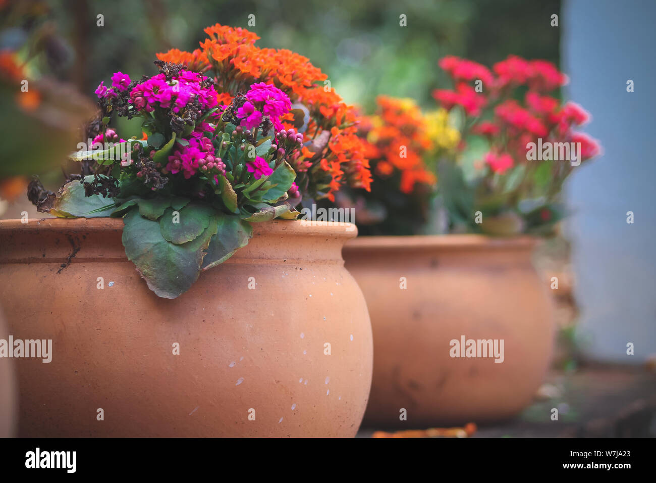 various food dishes, pizza, sphirra, snacks and various Stock Photo - Alamy