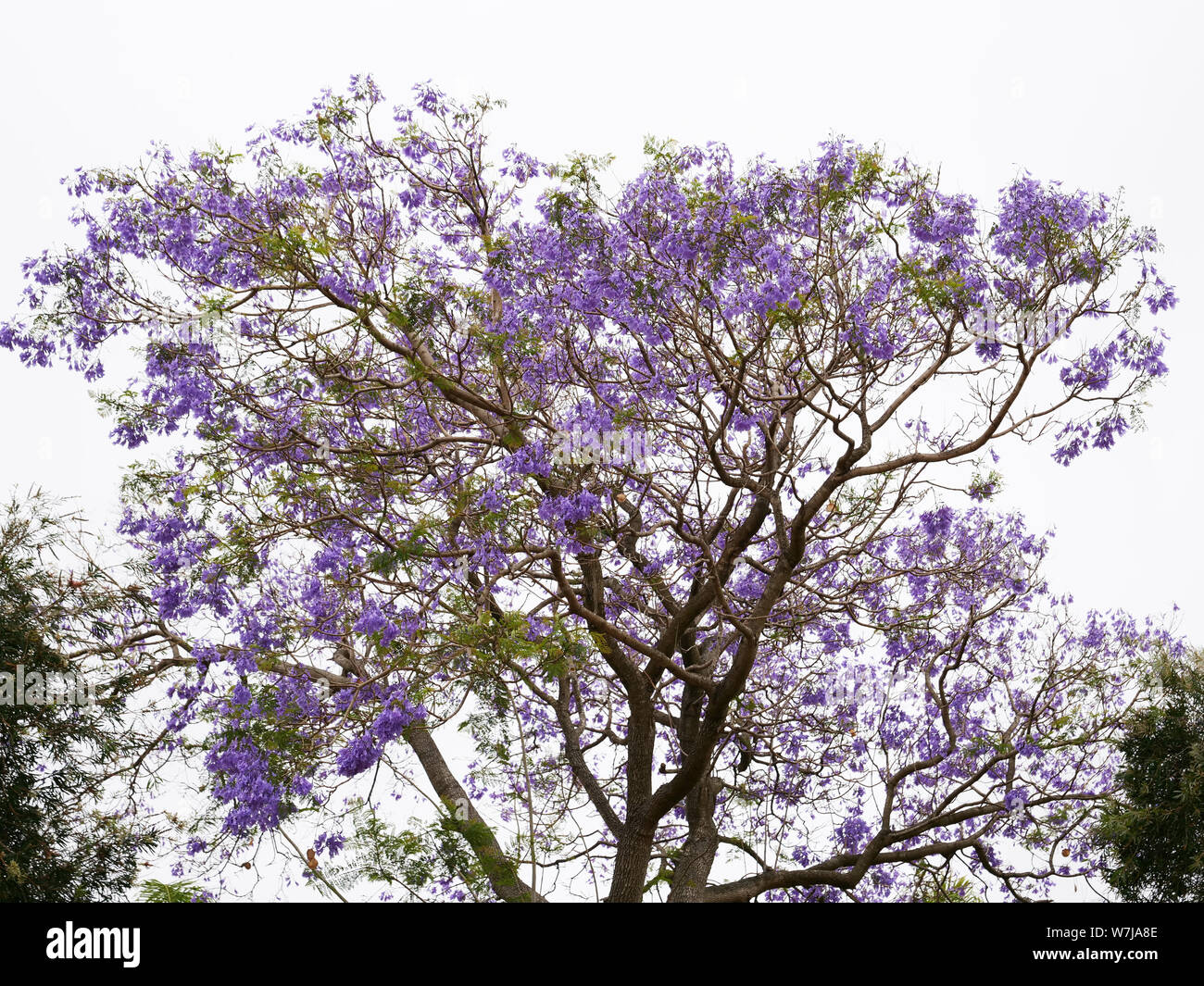 The subtropical Jacaranda tree seen in flower in summer in a garden of ...