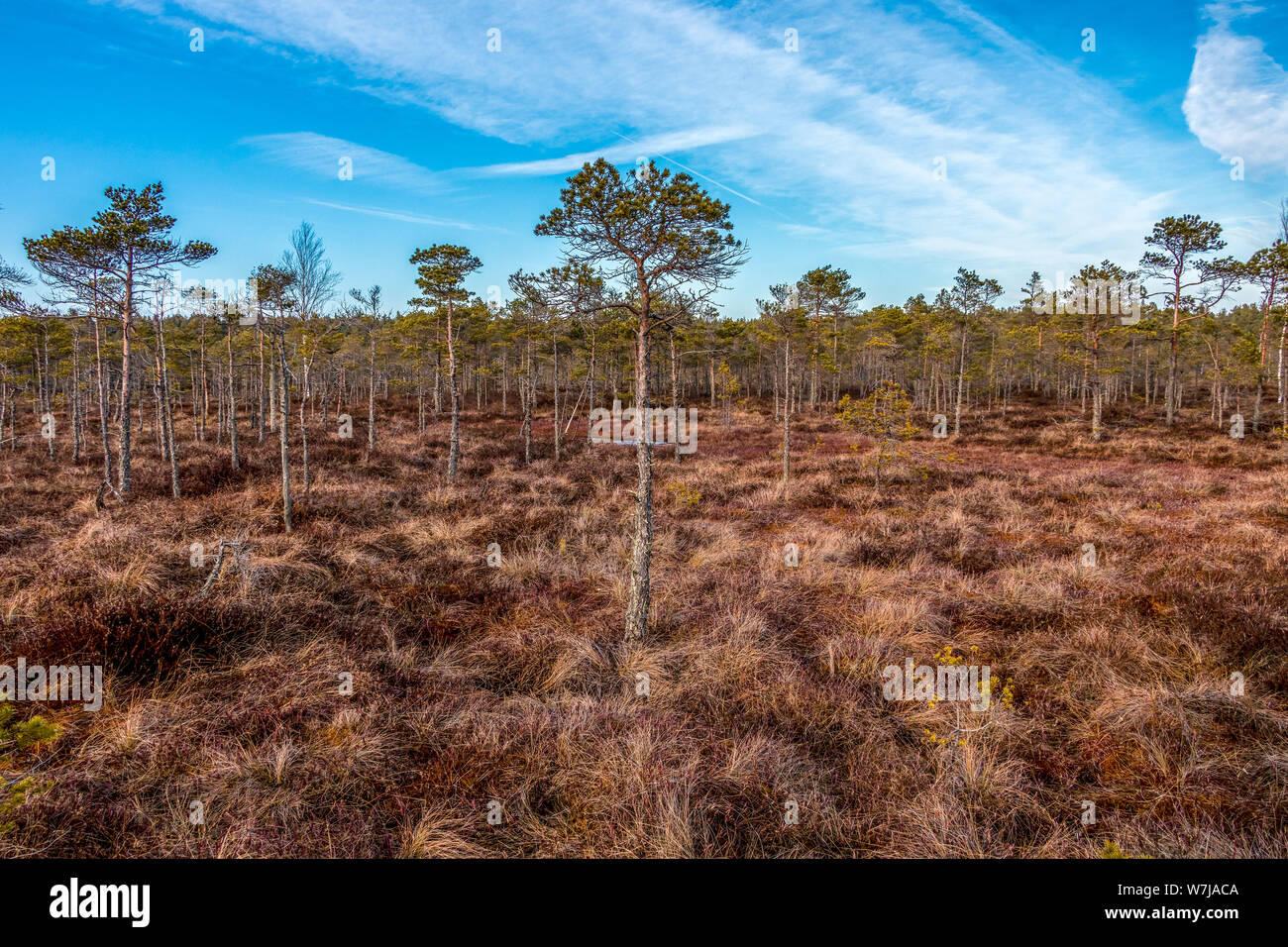 Kemeri national park, Latvia, Northern Europe: Scenic landscape of ...