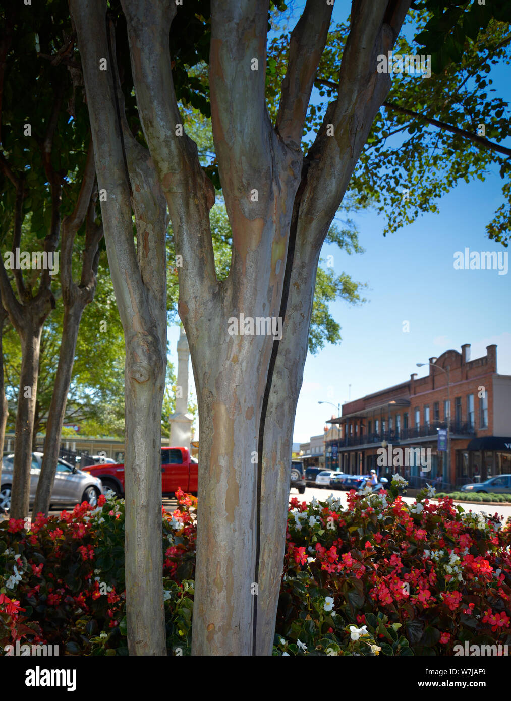 Linden Trees offer some canopy around the Courthouse Square along with ...