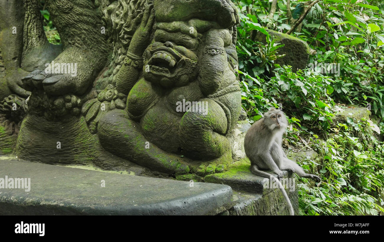 a balinese long tailed macaque sits beside a stone statue at ubud ...