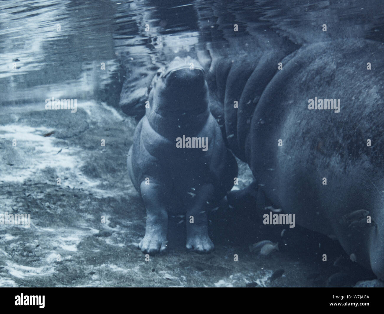 baby boy hippo with mother Stock Photo - Alamy