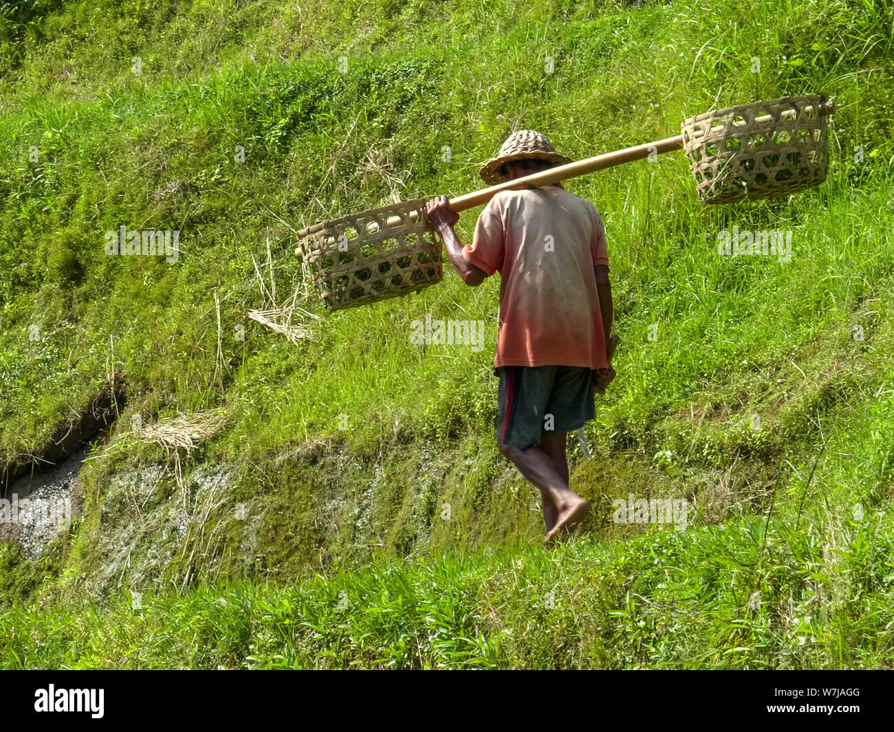TEGALLANG, INDONESIA - JUNE, 17, 2017: on old man carrying a shoulder ...