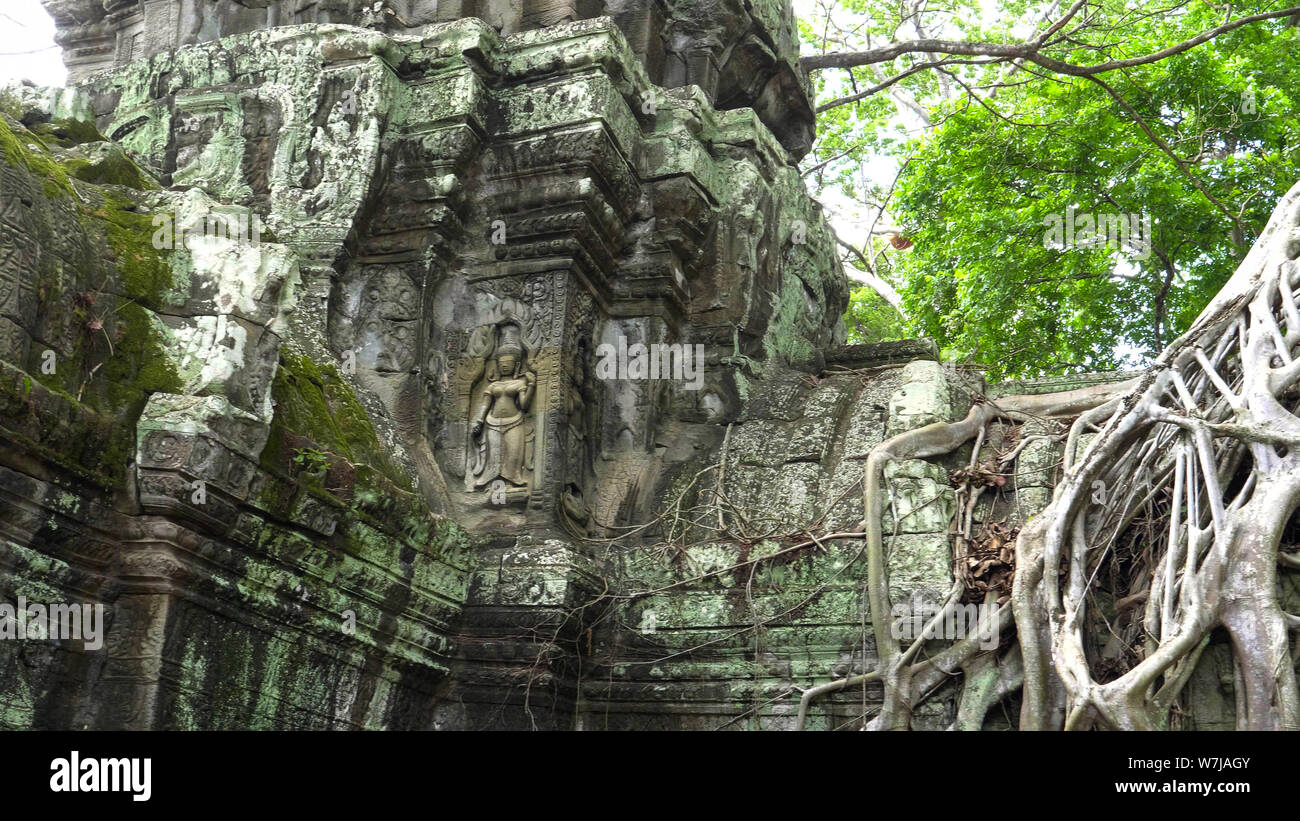 strangler fig roots at ta prohm temple near angkor wat, cambodia Stock ...
