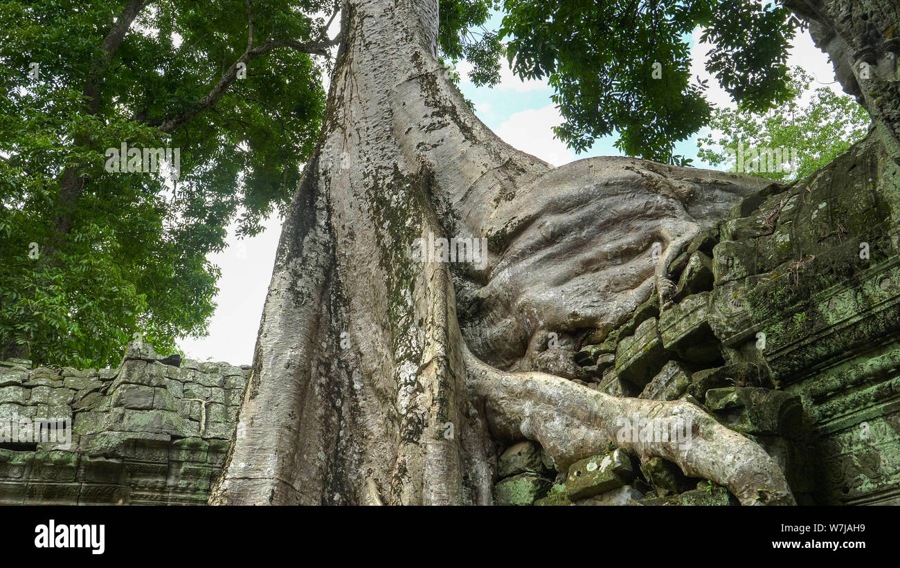 Tree growing on temple hi-res stock photography and images - Alamy