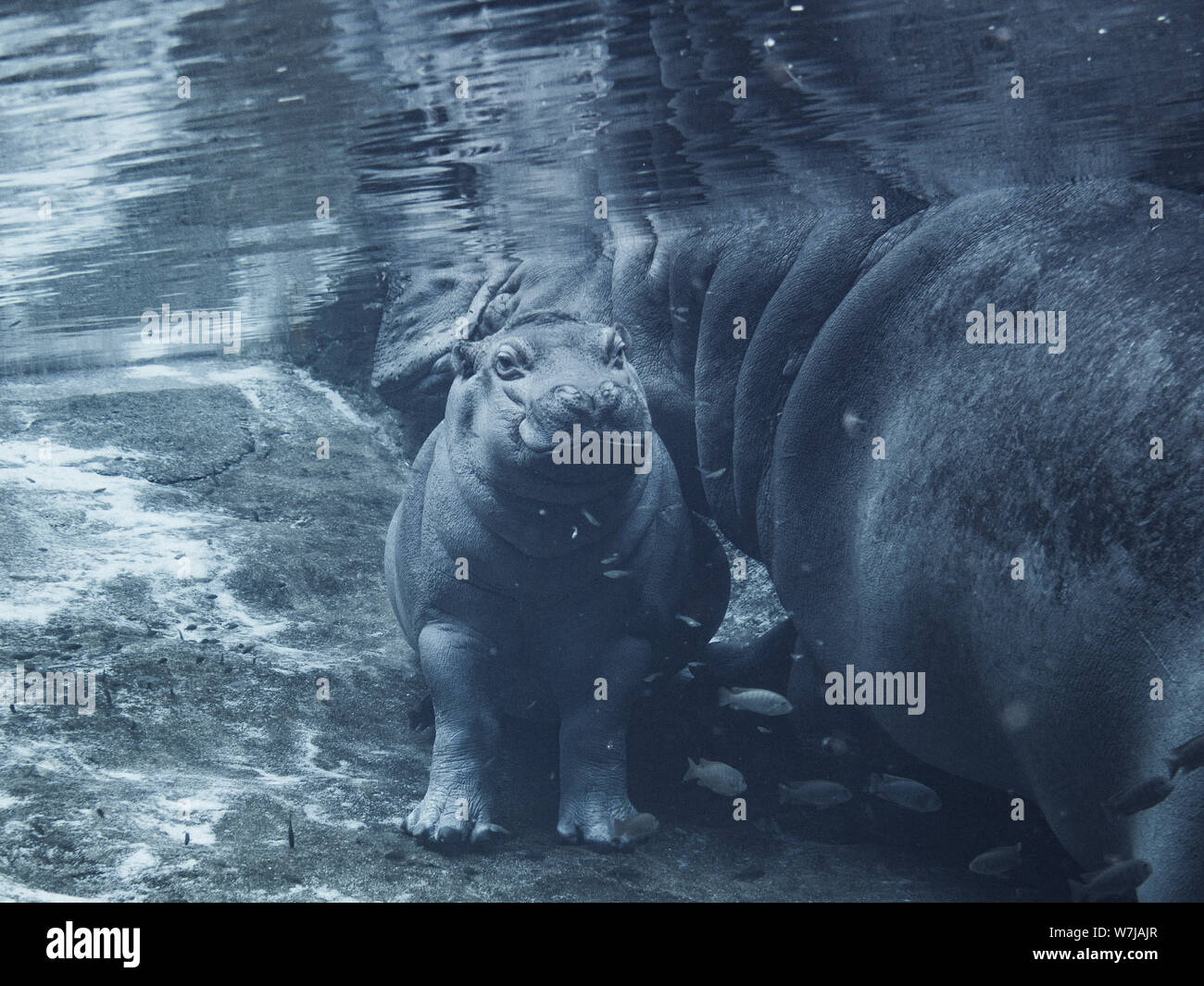 baby boy hippo with mother Stock Photo - Alamy