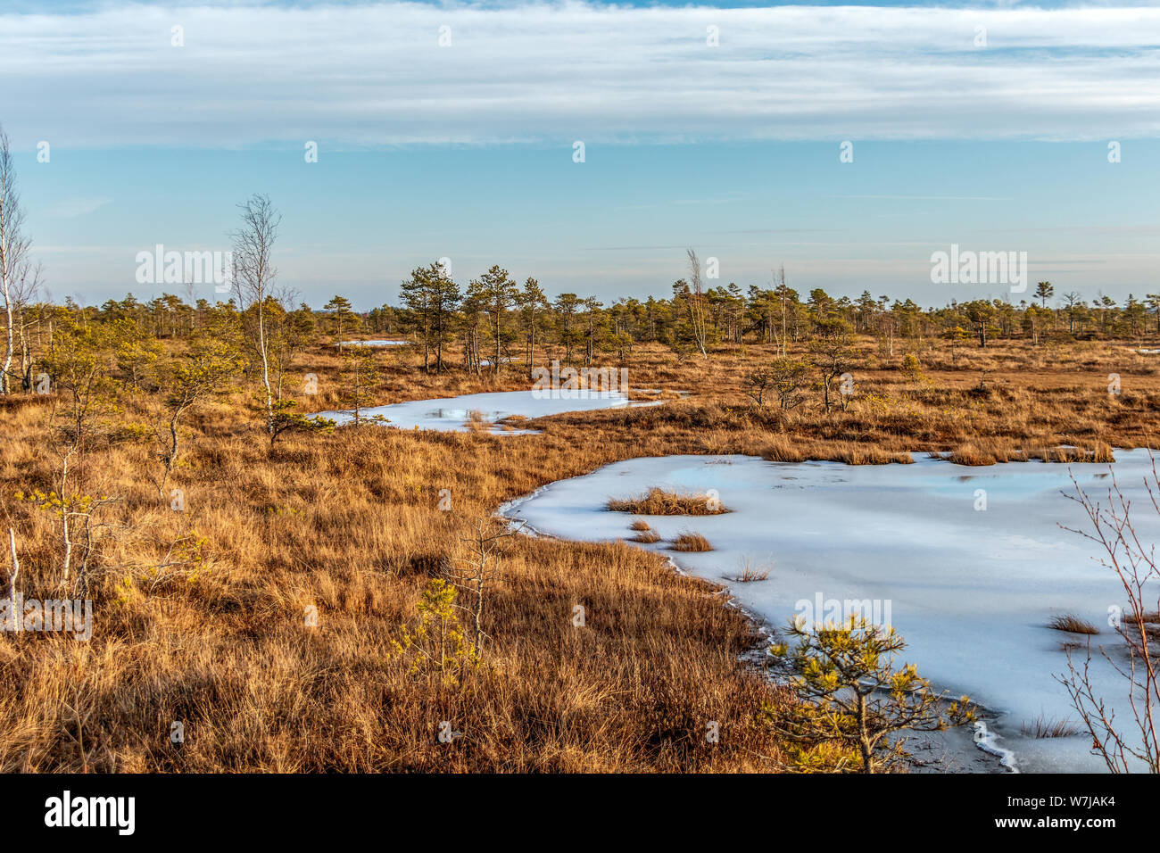 Swamp with frosty ground, ice on bog lake and poor marsh vegetation ...