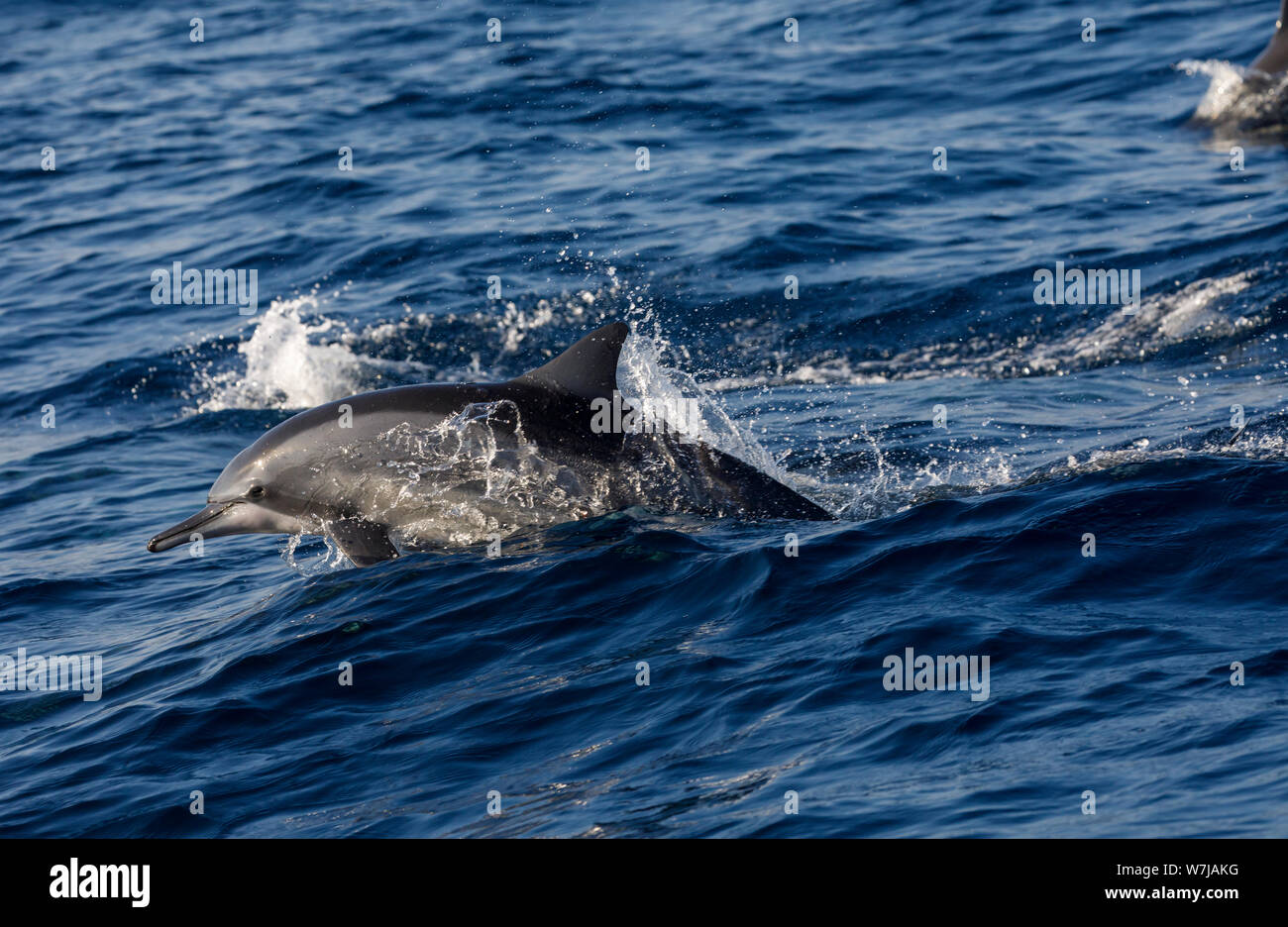 A spinner dolphin (Stenella longirostris) leaping out of the waves ...