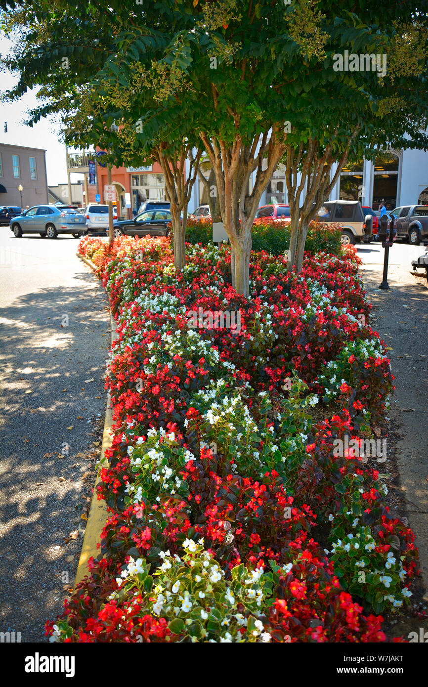 Linden Trees offer some canopy around the Courthouse Square along with ...