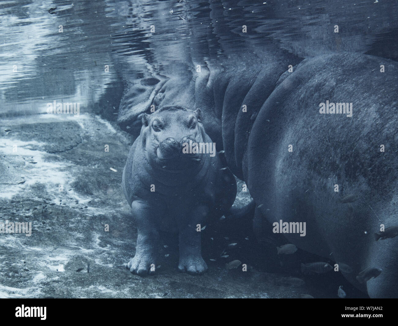 baby boy hippo with mother Stock Photo - Alamy