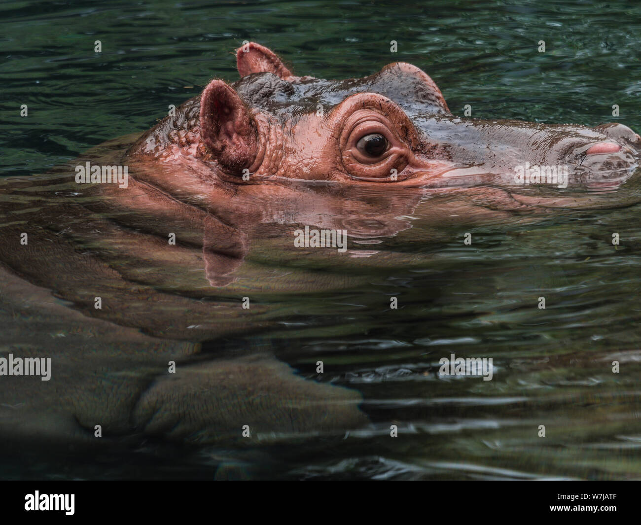 Hippo baby hi-res stock photography and images - Alamy
