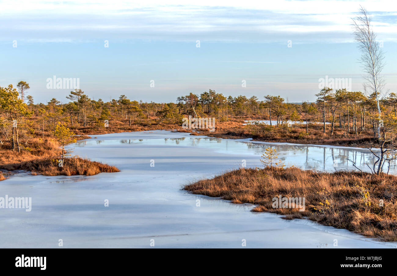 Swamp with frosty ground, ice on bog lake and poor marsh vegetation ...