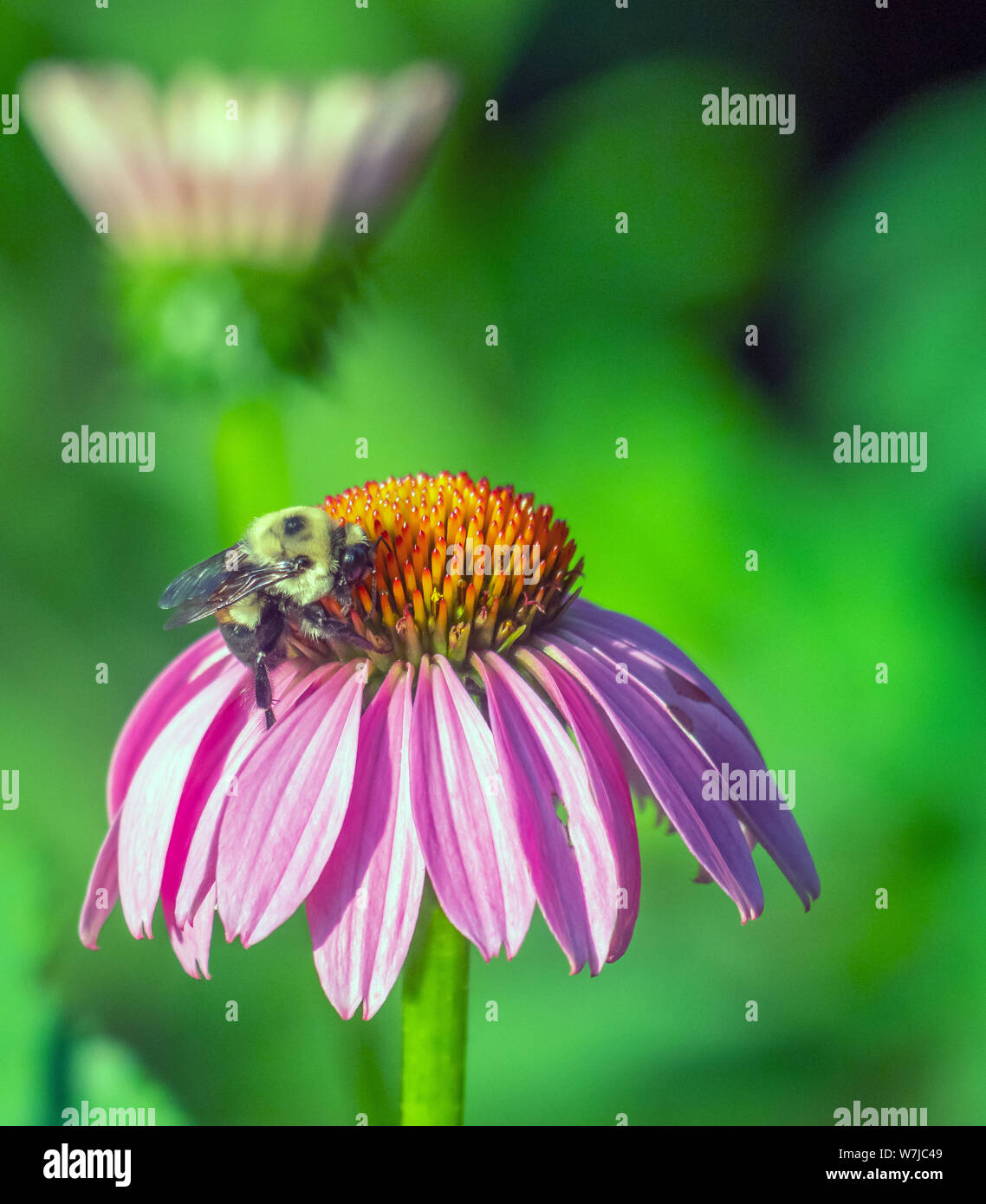 bumblebee, bumble bee, genus Bombus, part of Apidae, one of the bee ...