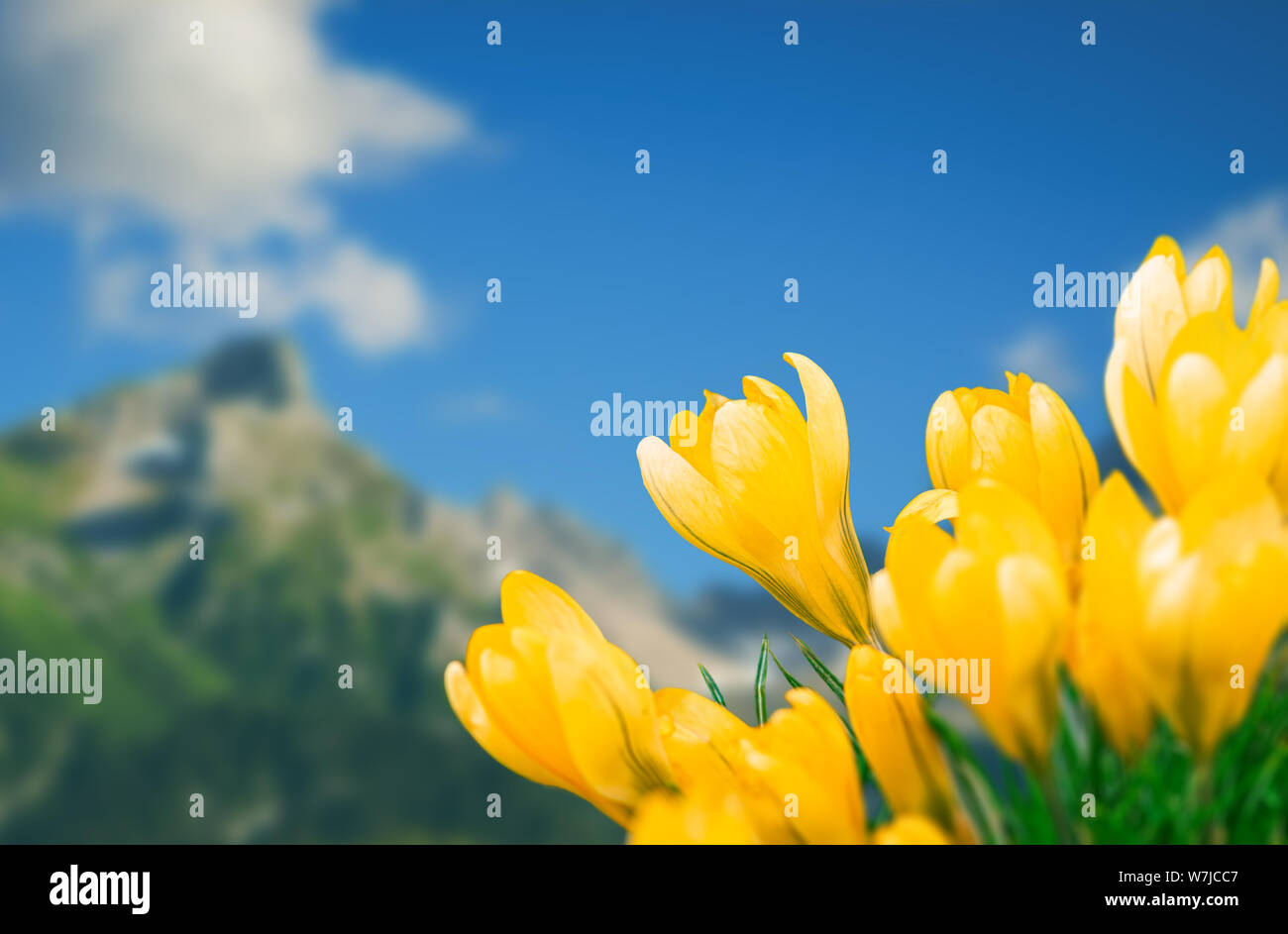 Yellow crocuses are in mountain background, spring Stock Photo - Alamy
