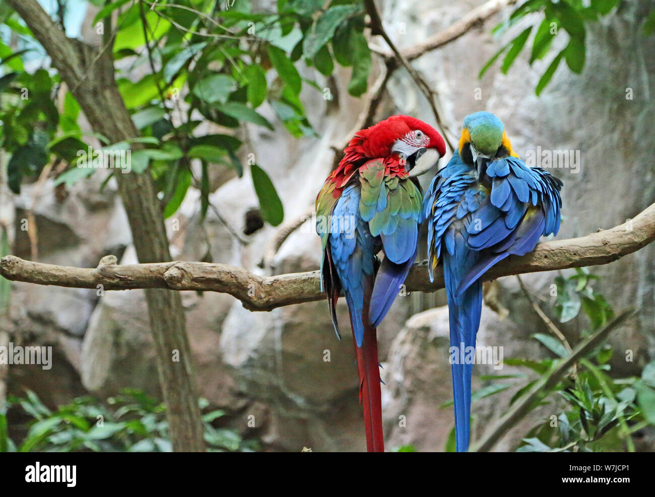 Macaws tail hi-res stock photography and images - Alamy