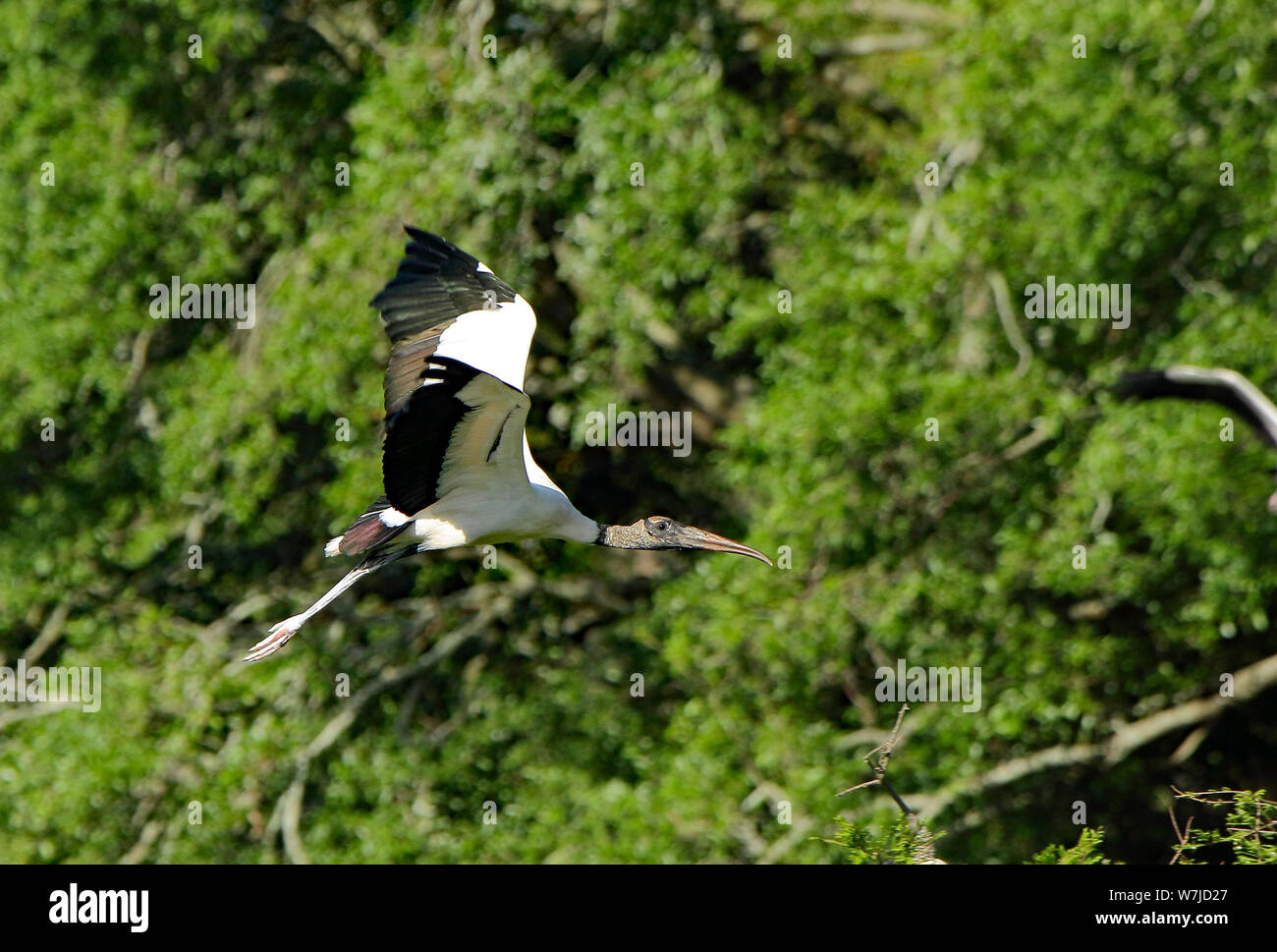 One wood stork flying Stock Photo - Alamy