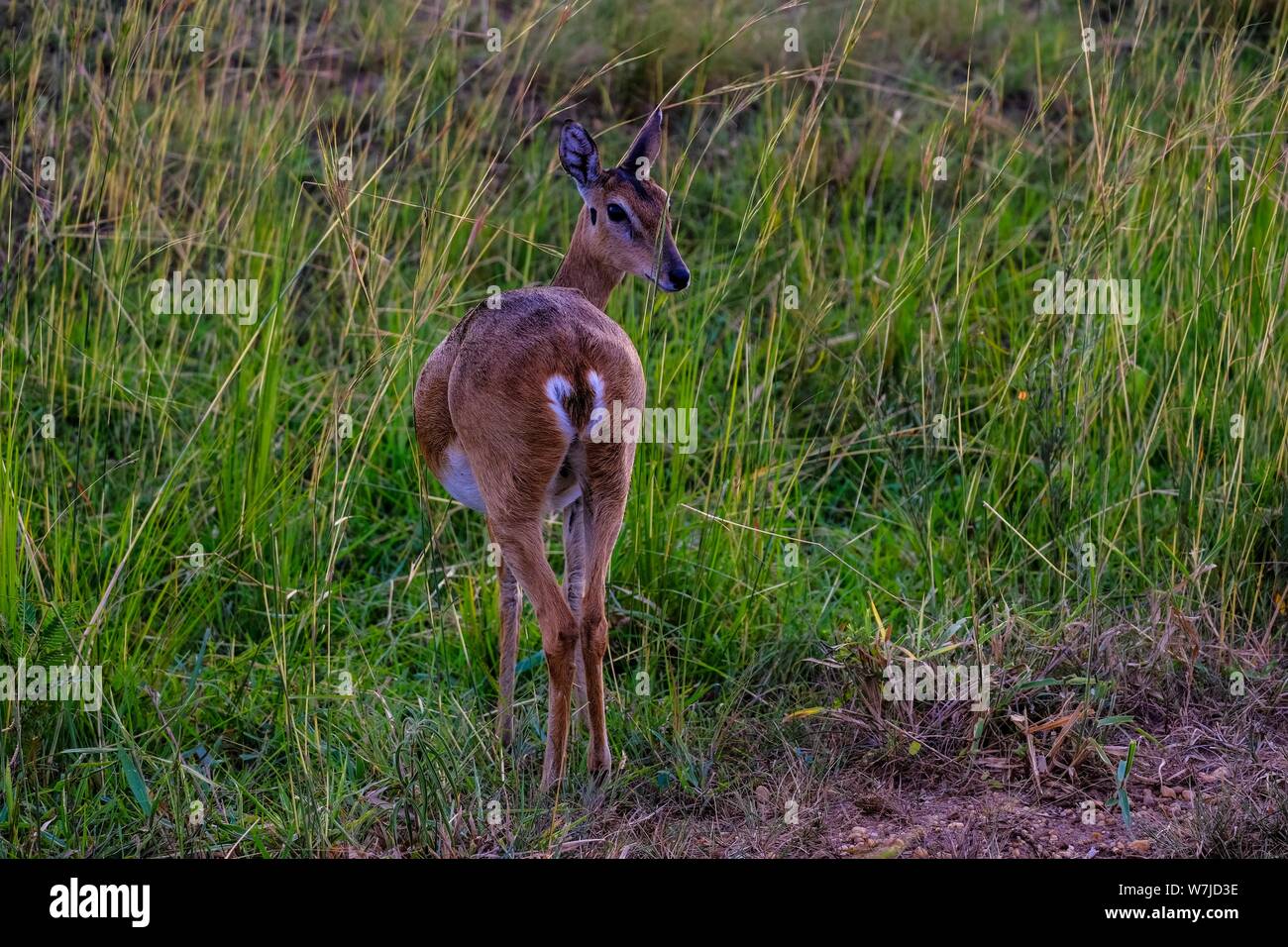 Roe buck behind a hi-res stock photography and images - Alamy