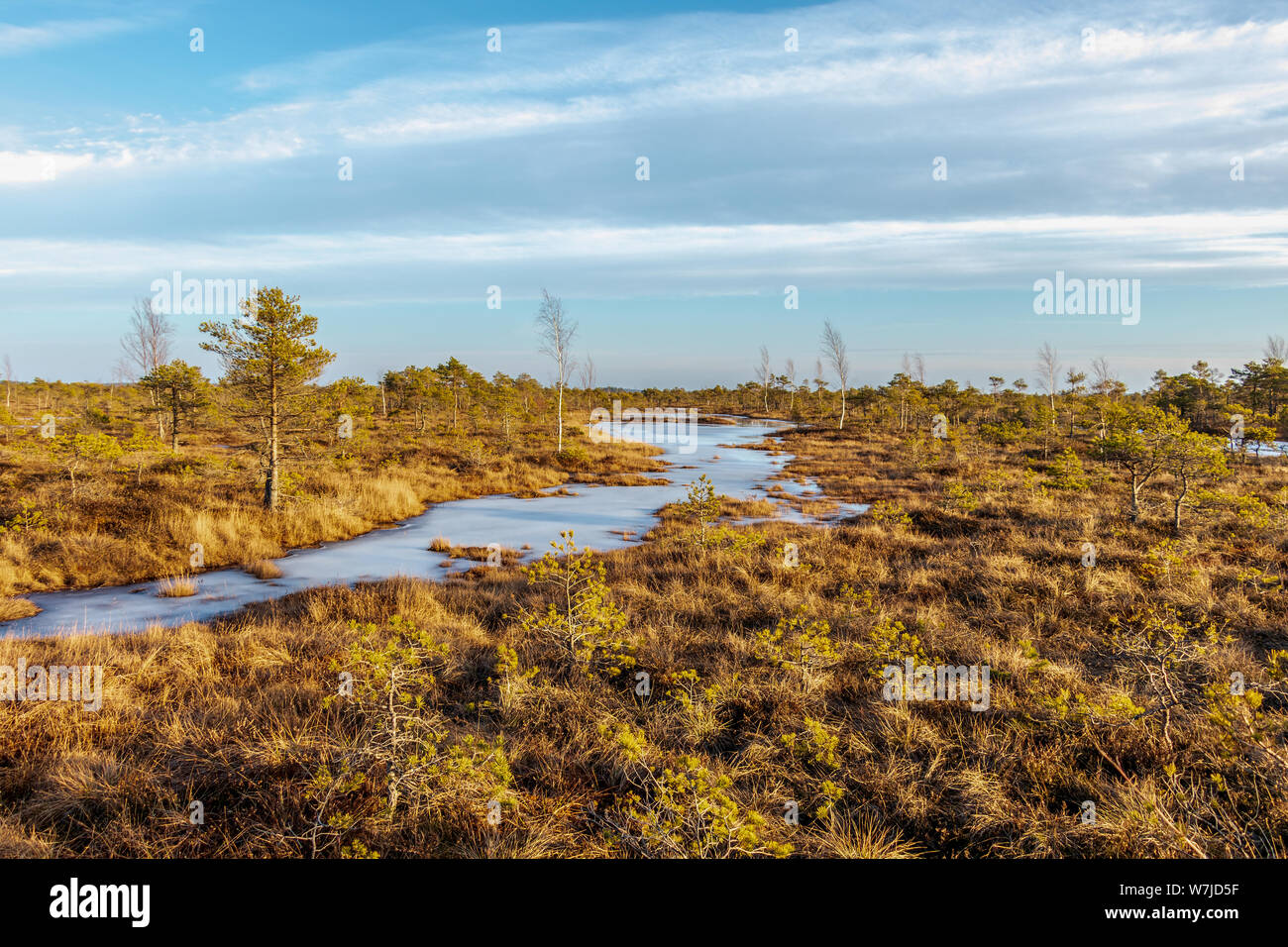 Northern Europe Birch Not Lake High Resolution Stock Photography and ...