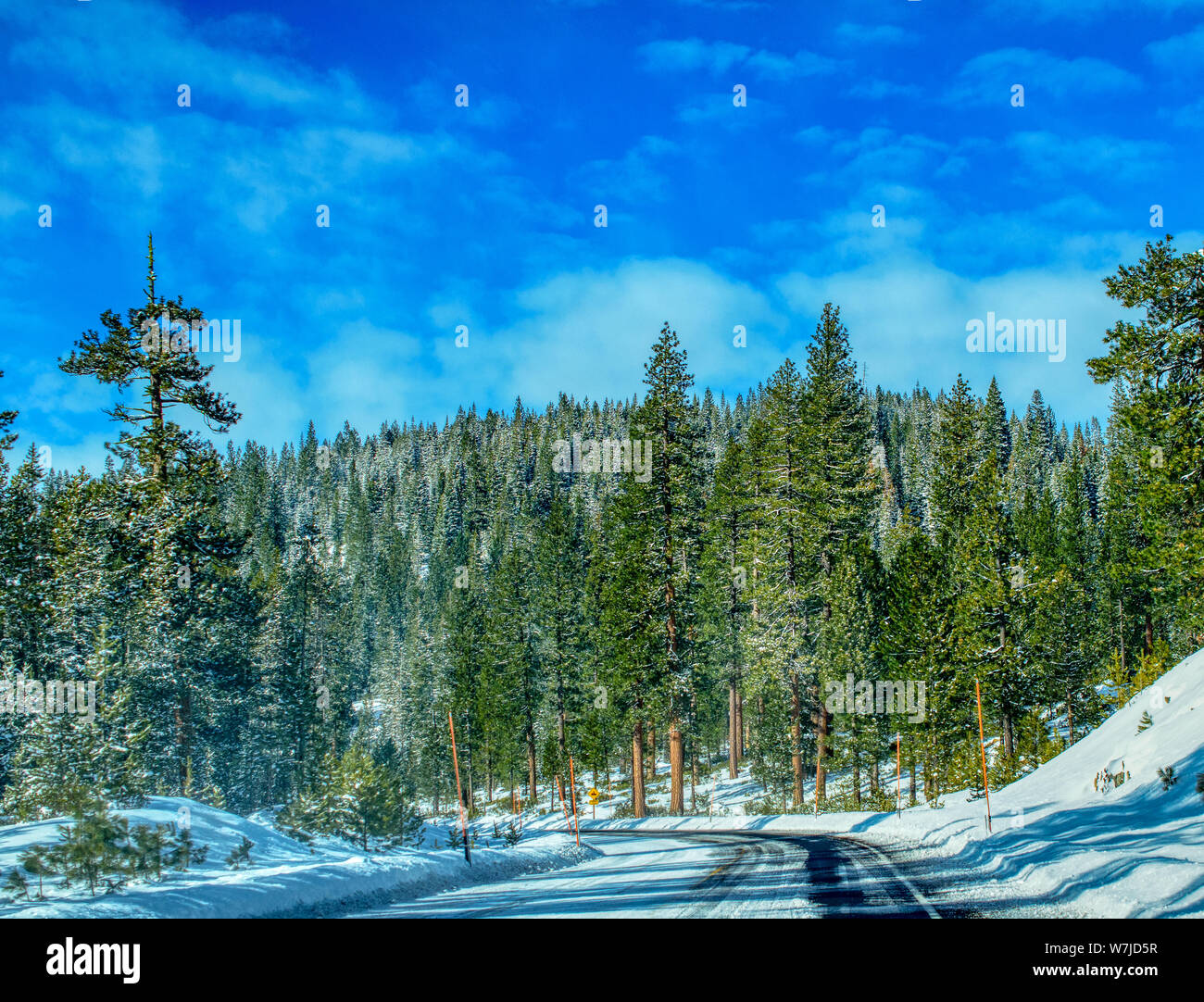 View of Snowy Evergreen Tree Lined Road to Mt. Bachelor Central Oregon ...