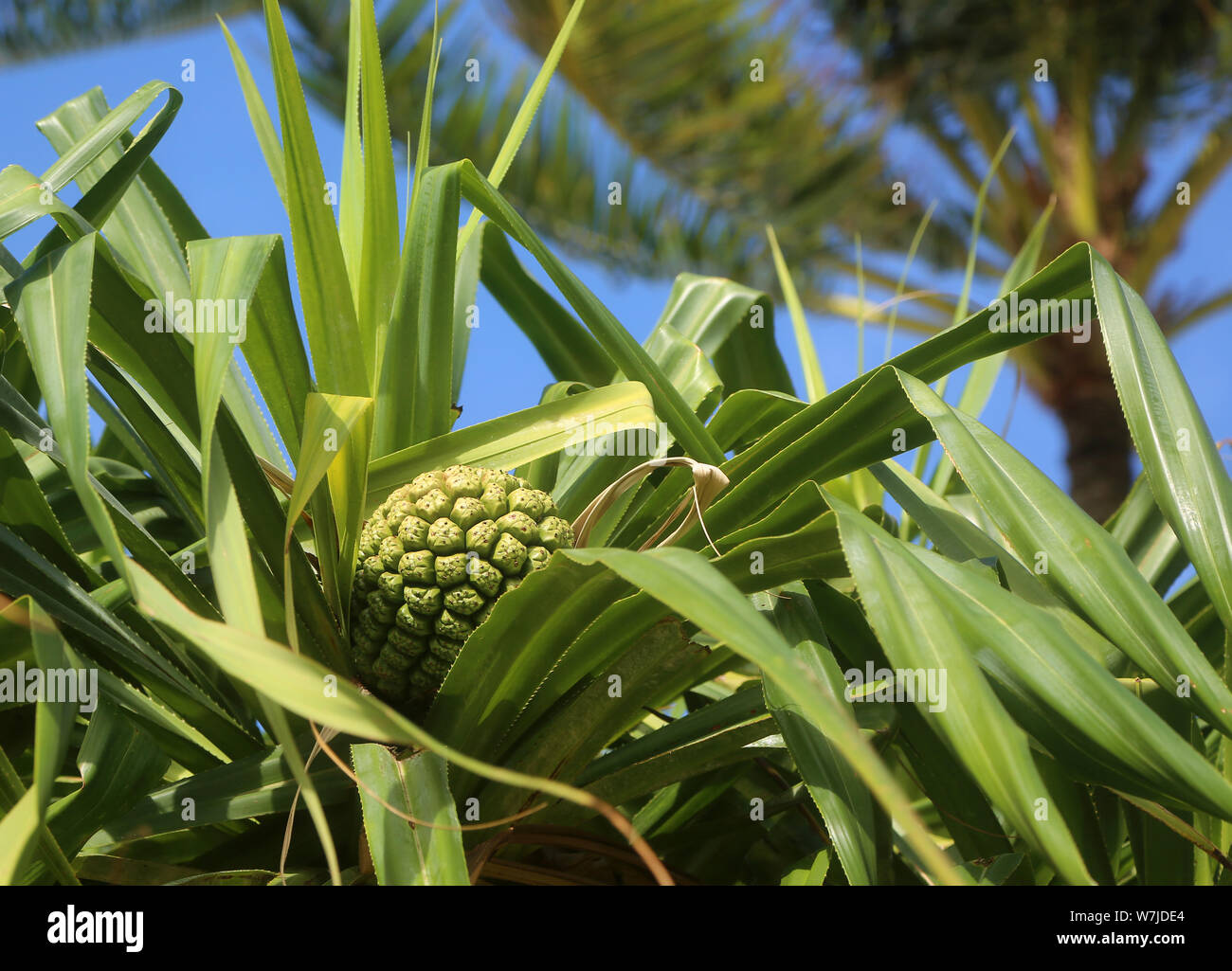Screwpine hi-res stock photography and images - Alamy