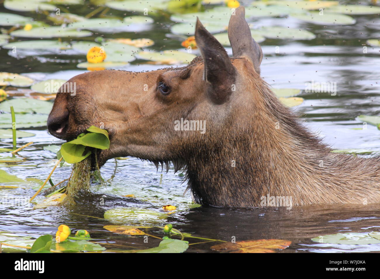 Female moose eating water flowers, Alaska Stock Photo - Alamy