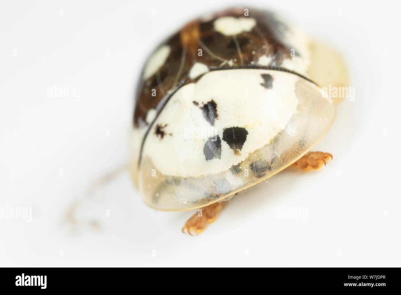 Cute beetle hi-res stock photography and images - Alamy