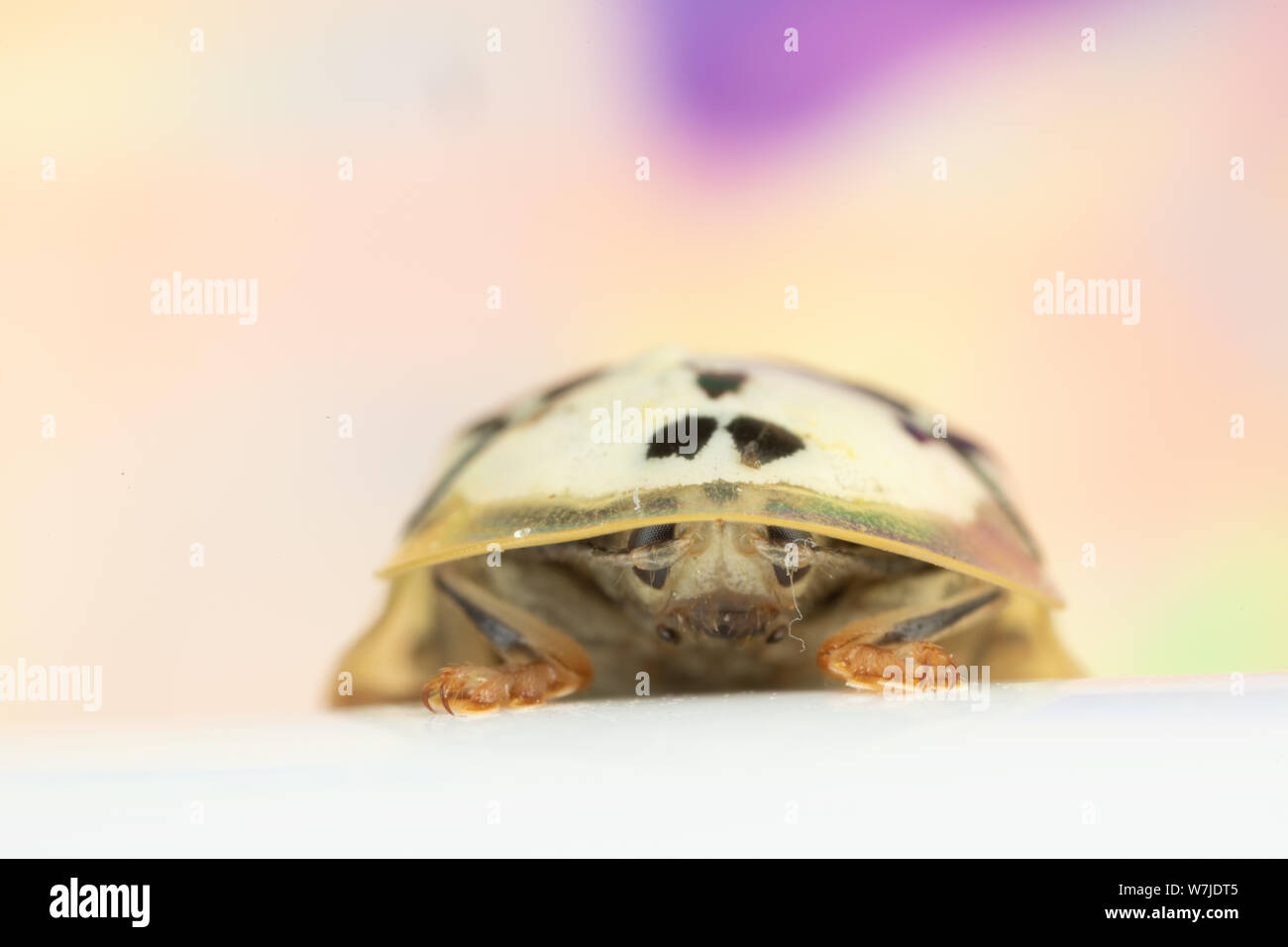 Close up of a Sunflower Tortoise beetle hiding under its shell ...