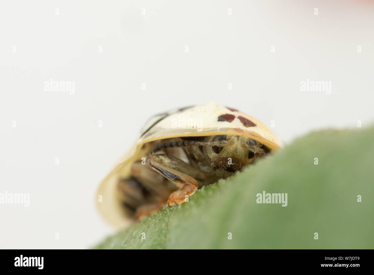 Macro photo of a tortoise beetle hiding under its shell Stock Photo - Alamy
