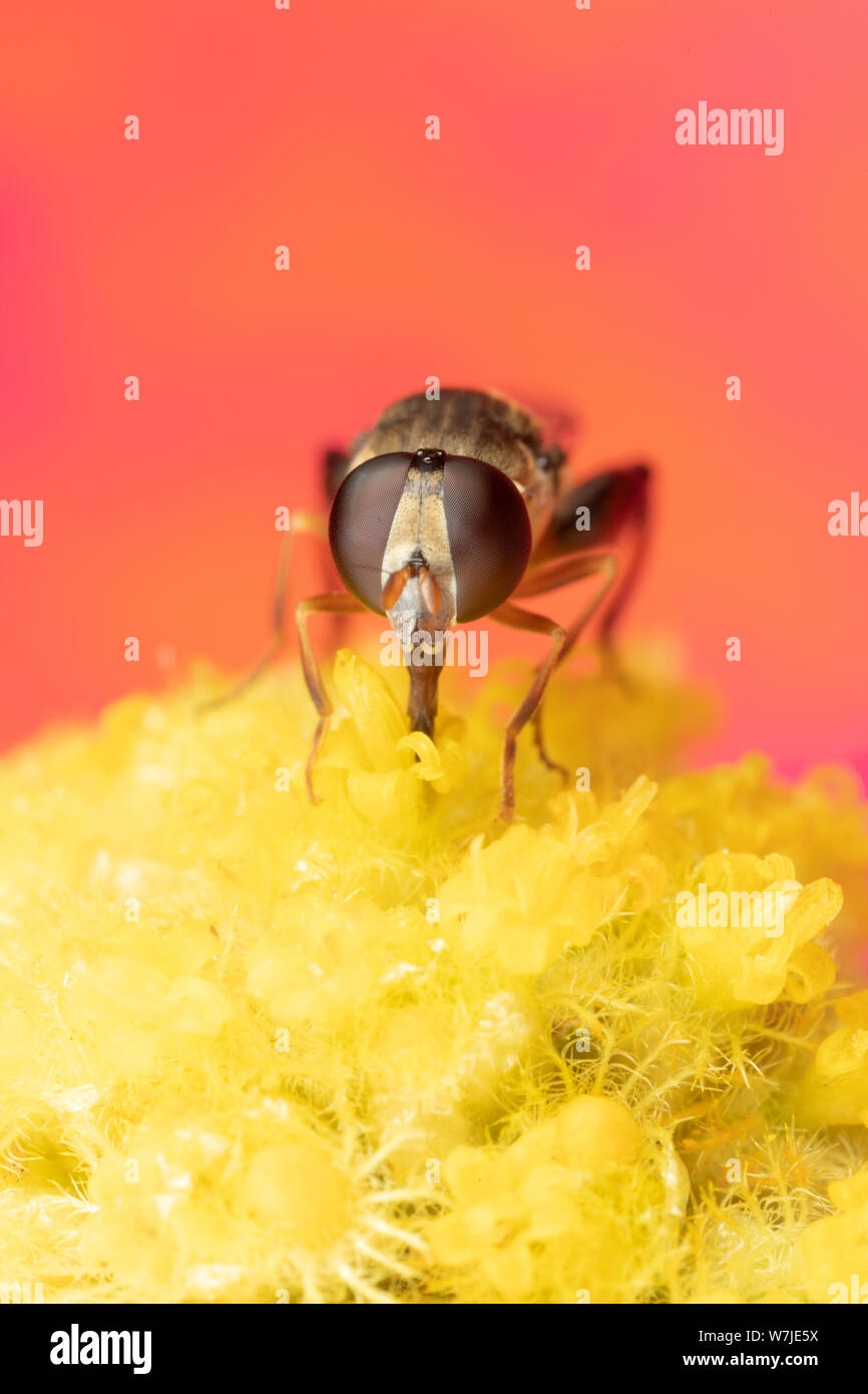 Macro photo of a small hoverfly eating pollen on the middle of a flower ...