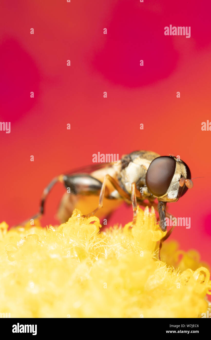 Macro photo of a small hoverfly eating pollen on the middle of a flower ...
