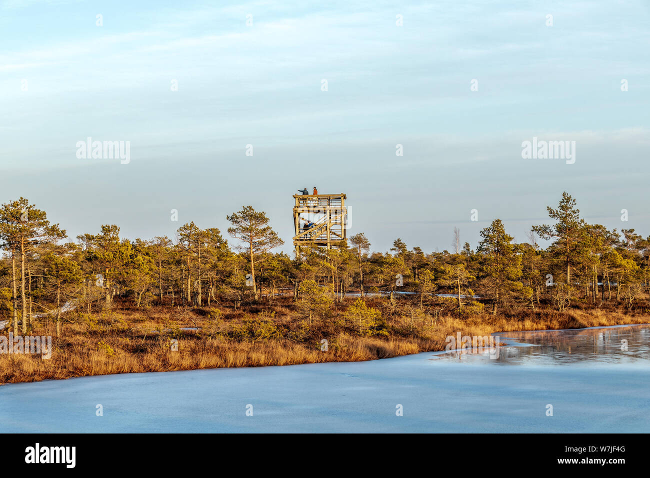 Swamp with frosty ground, ice on bog lake and poor marsh vegetation ...