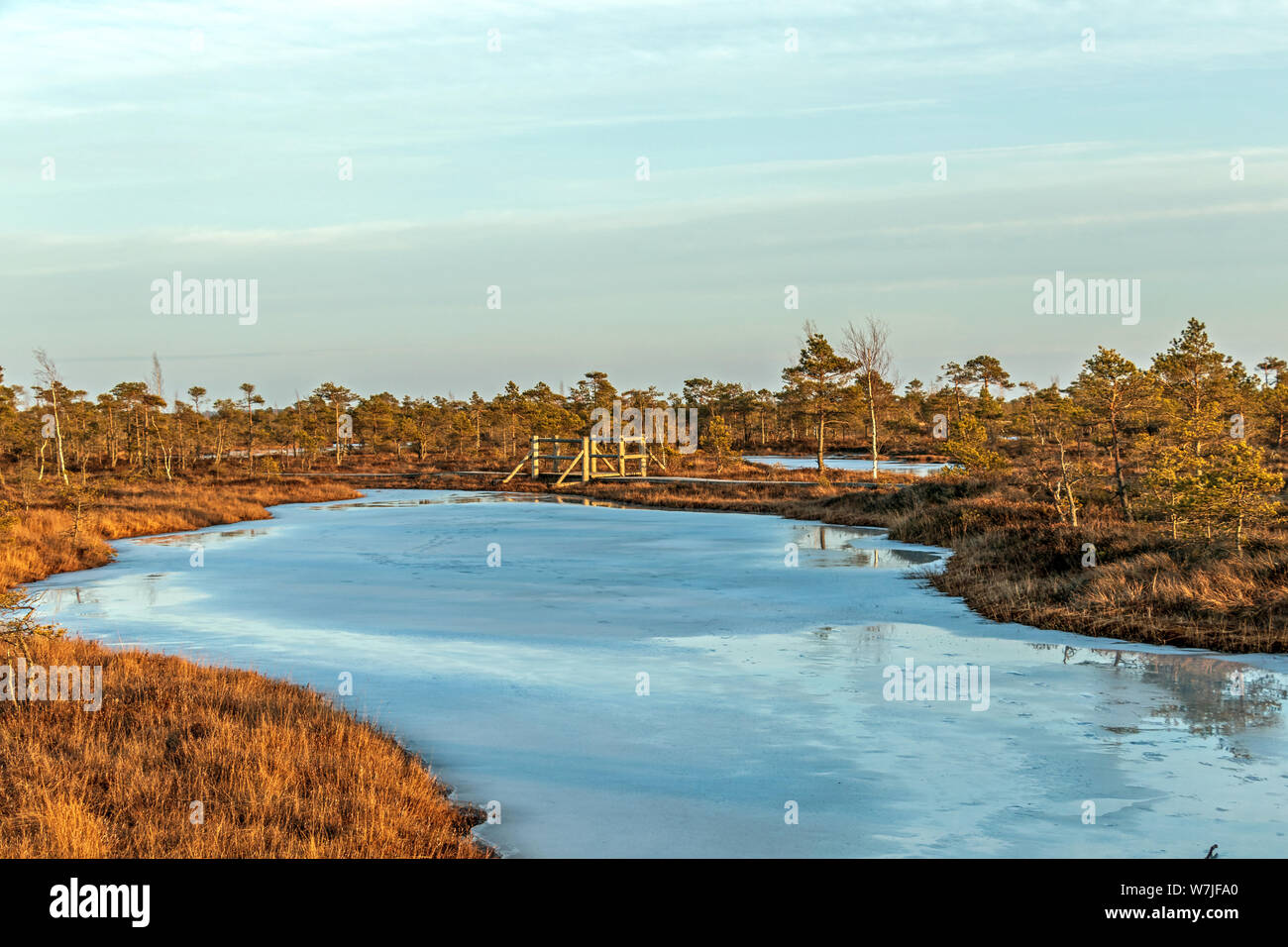 Swamp with frosty ground, ice on bog lake and poor marsh vegetation ...