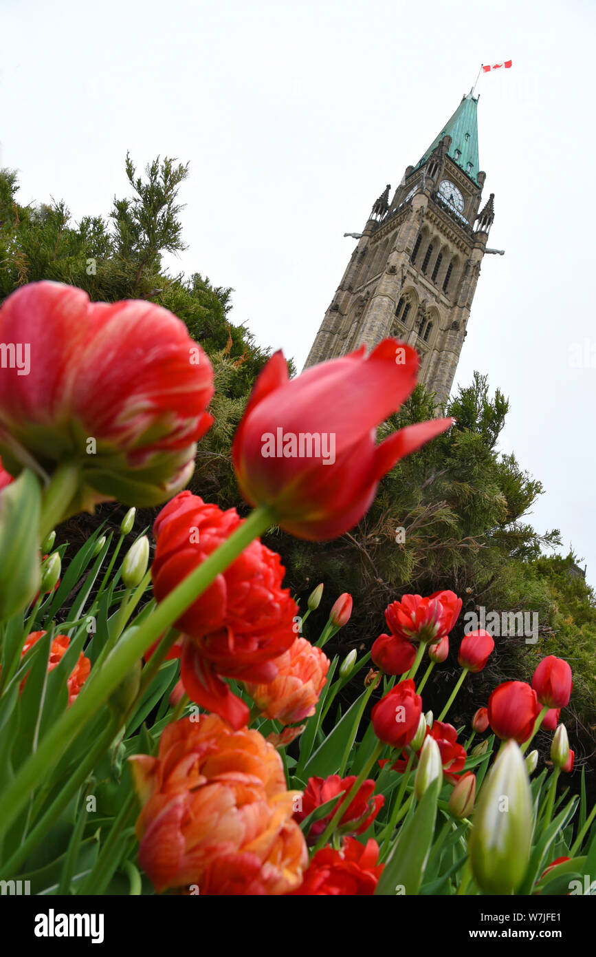 Canada peace tower hi-res stock photography and images - Alamy