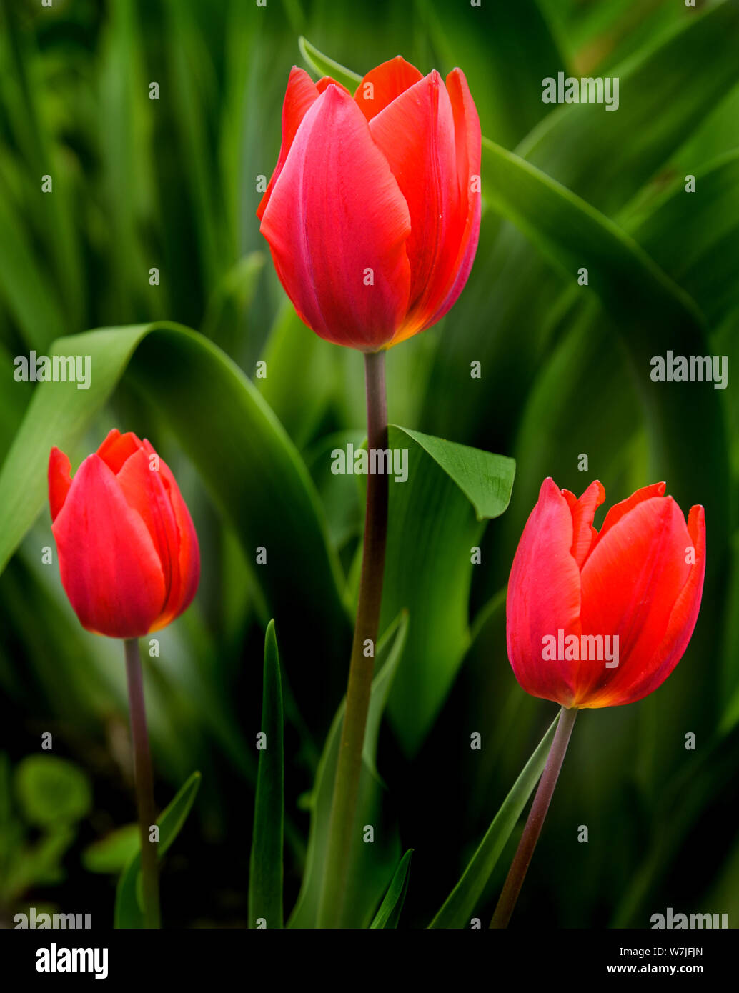 Three Red Tulips Stock Photo - Alamy