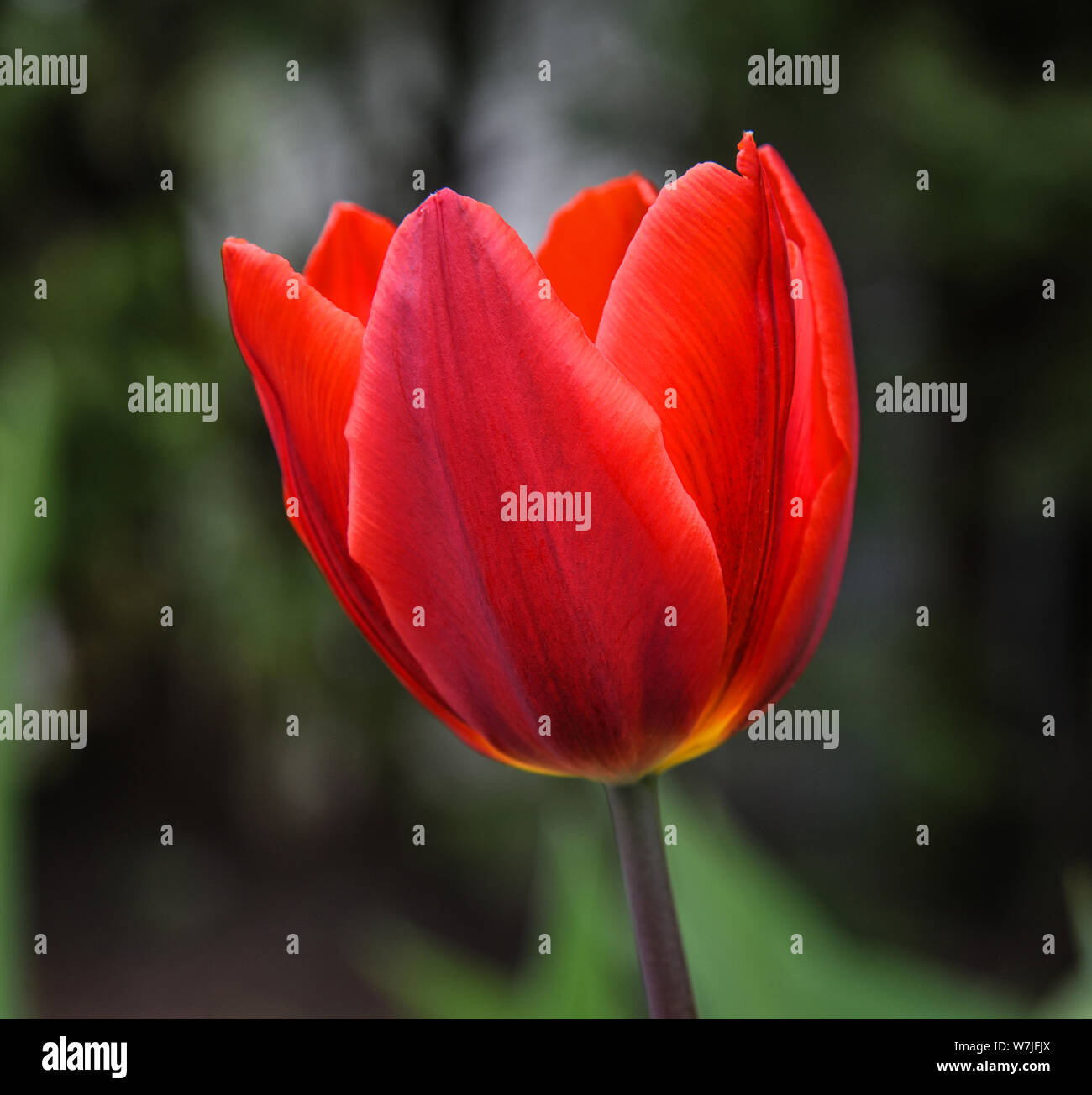 Beautyofthenature hi-res stock photography and images - Alamy