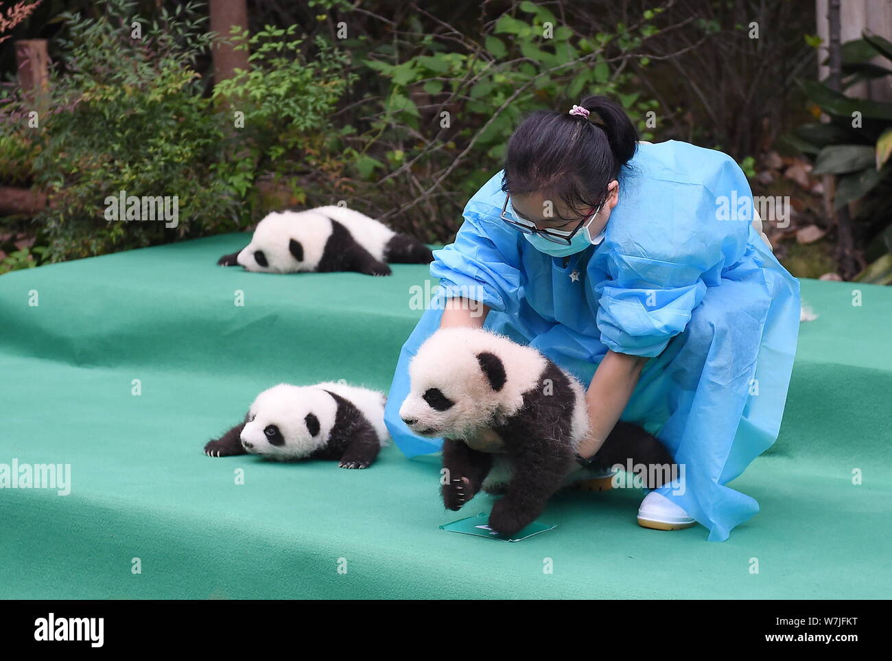 A Chinese panda keeper holds a giant panda cub born in 2017 during a ...