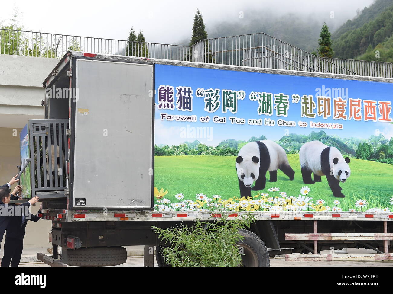 One of the two giant pandas Cai Tao and Hu Chun is being loaded onto a ...