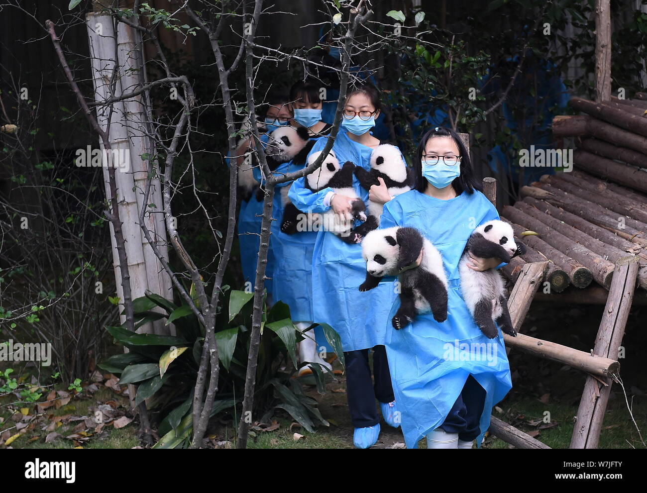 Chinese panda keepers hold giant panda cubs born in 2017 during a ...