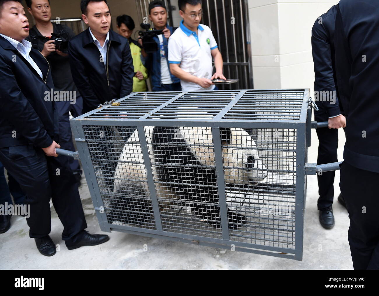 One of the two giant pandas Cai Tao and Hu Chun is carried by Chinese ...