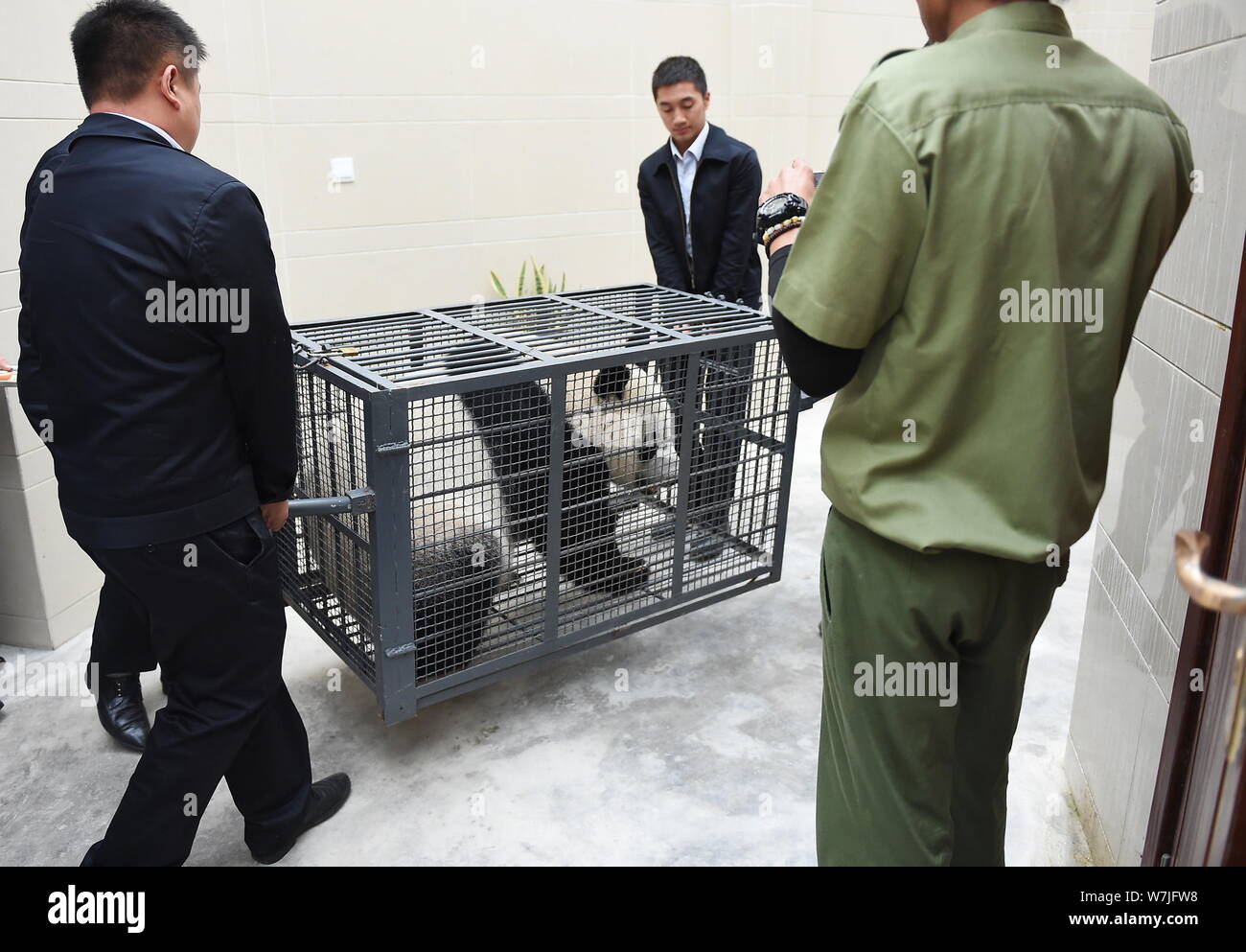 One of the two giant pandas Cai Tao and Hu Chun is carried by Chinese ...