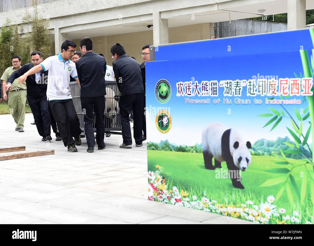 One of the two giant pandas Cai Tao and Hu Chun is to be loaded onto a ...