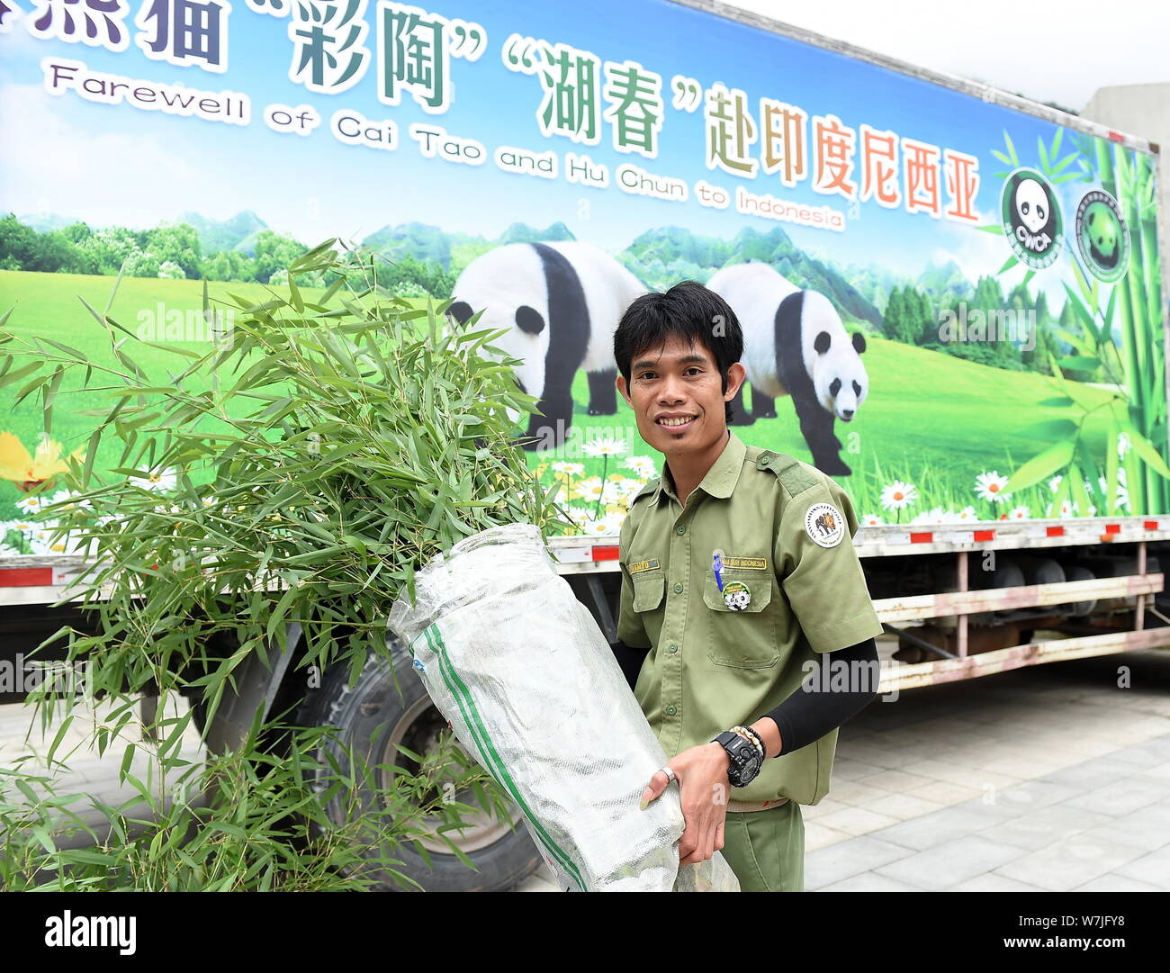 An Indonesian worker poses with bamboo before the two giant pandas Cai ...
