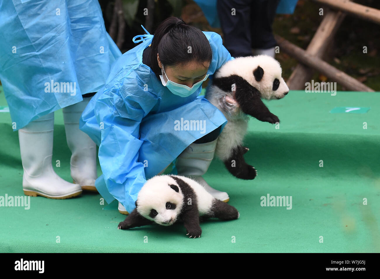 A Chinese panda keeper holds giant panda cubs born in 2017 to be displayed during a public event ...