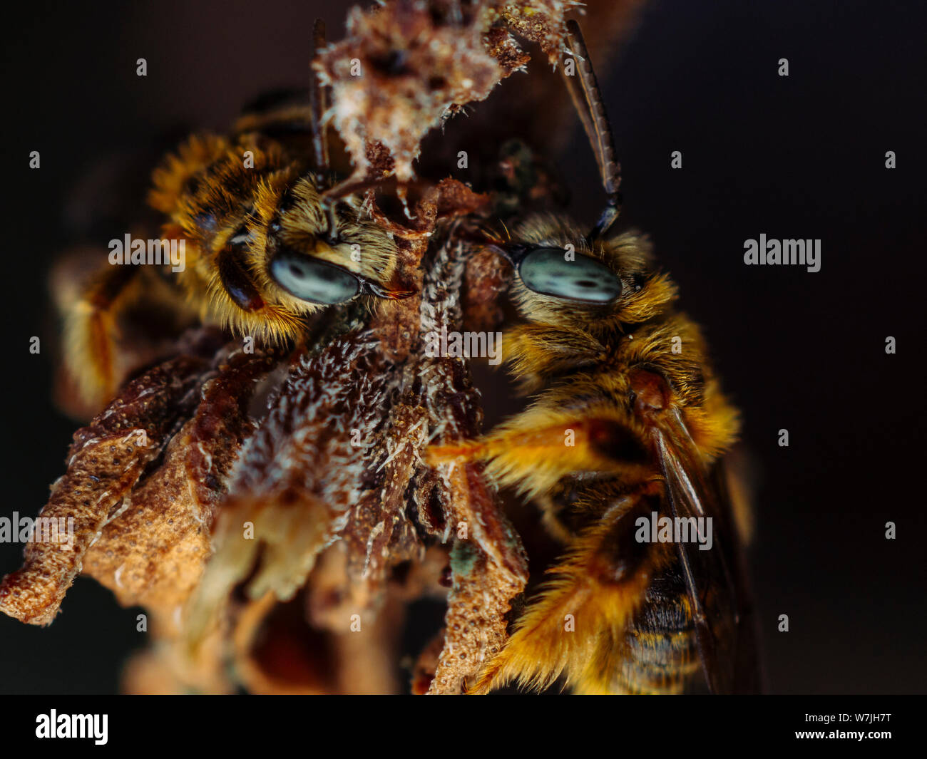 Brazilian native bees from the Exomalopsis genus sleeping with ...