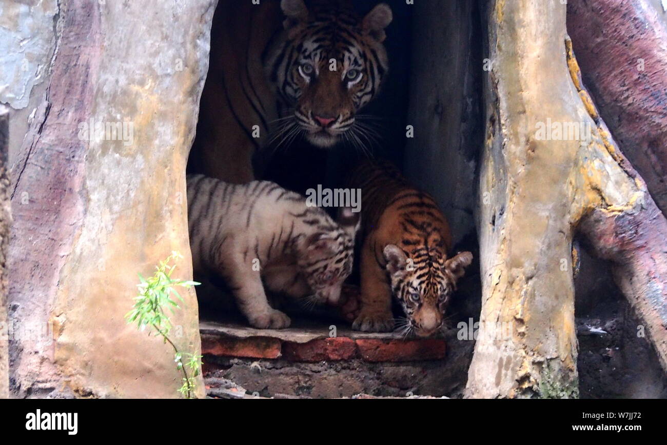 Tiger triplets are pictured with their 6-year-old Bengal tiger mother ...