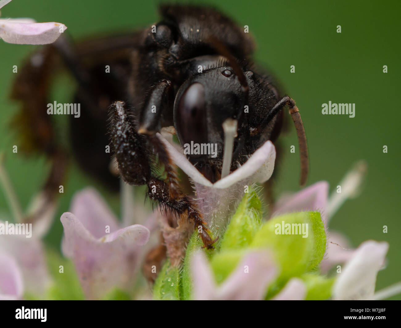 Camera insect close up hi-res stock photography and images - Alamy