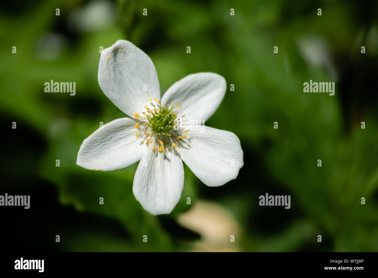 White flowers in the green background Stock Photo - Alamy