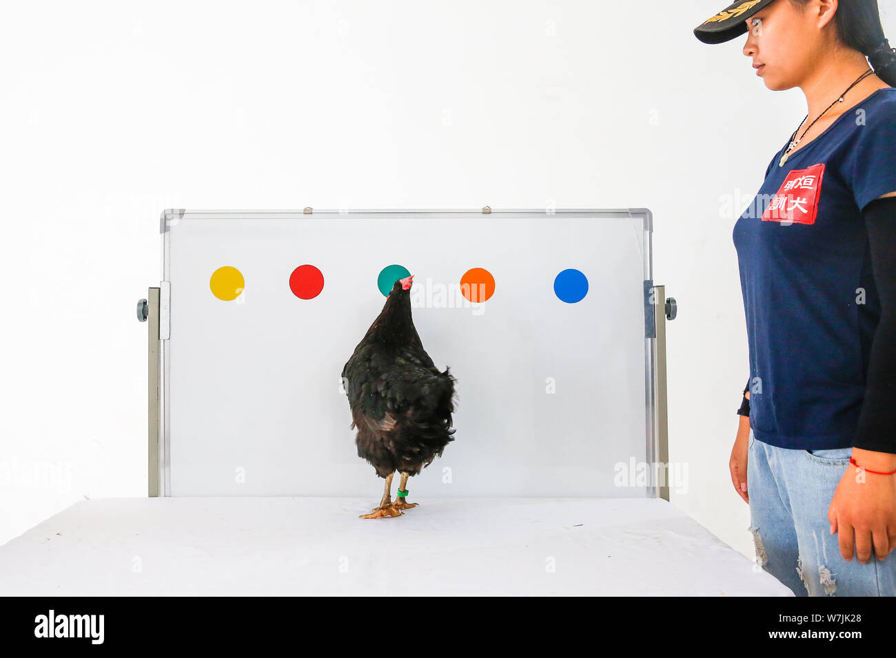 A hen picks out a round piece of green paper from colourful papers upon ...